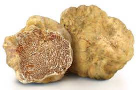 L’incomparable Truffe Blanche (Magnatum Pico) | Stéphane Décotterd