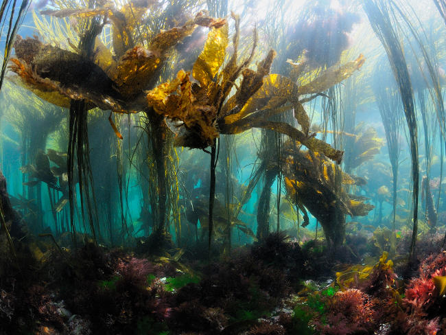 Algue-laminaire-himanthales-bulbeuse-Bretagne-Yves-Gladu-Parc-marin ...