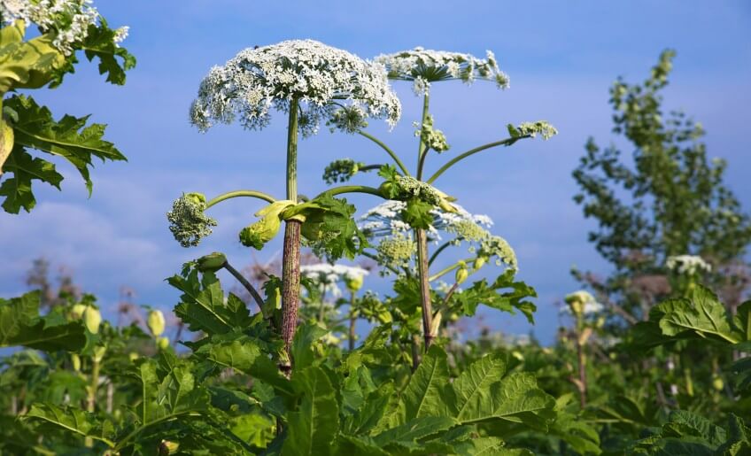 Découvrir les herbes sauvages: La Berce des Prés – Stéphane Décotterd