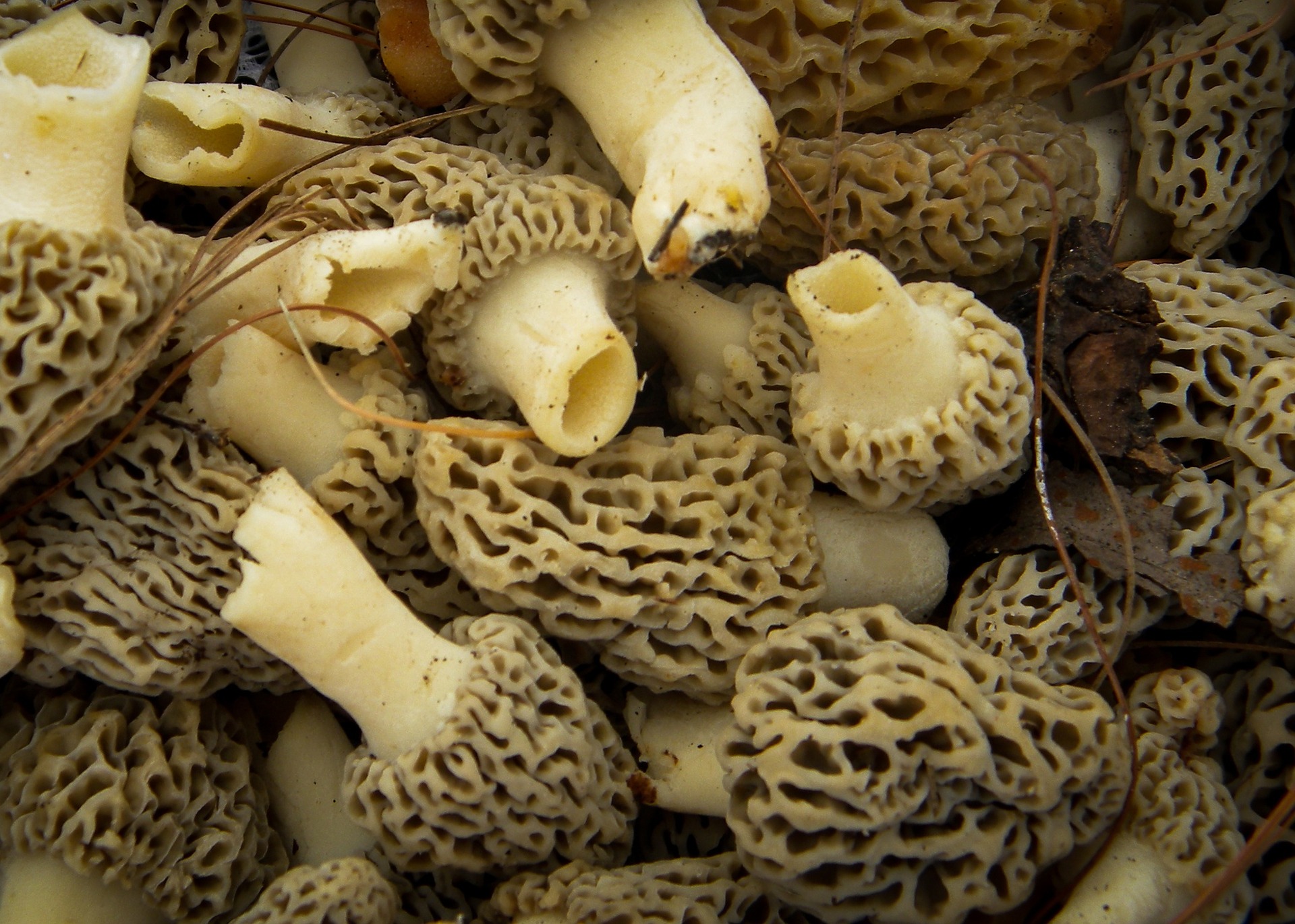 Voici (enfin) les Morilles! | Stéphane Décotterd